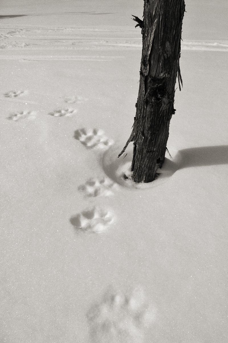 Lynx in Vermont - The Waterman Fund